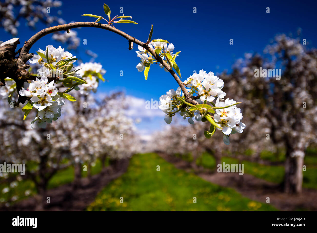 Large cherry tree branch with white buds blossoming spring garden rows ...
