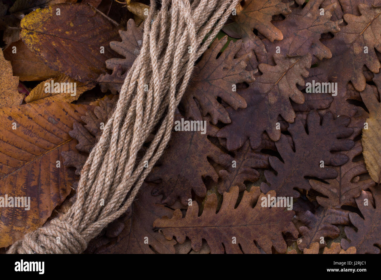 Rope and a dry leaf as an autumn background Stock Photo - Alamy