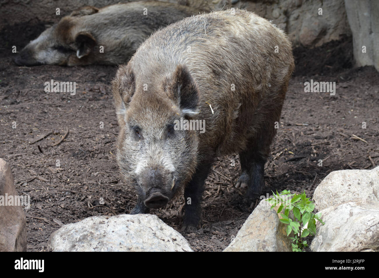 Boar face hi-res stock photography and images - Alamy