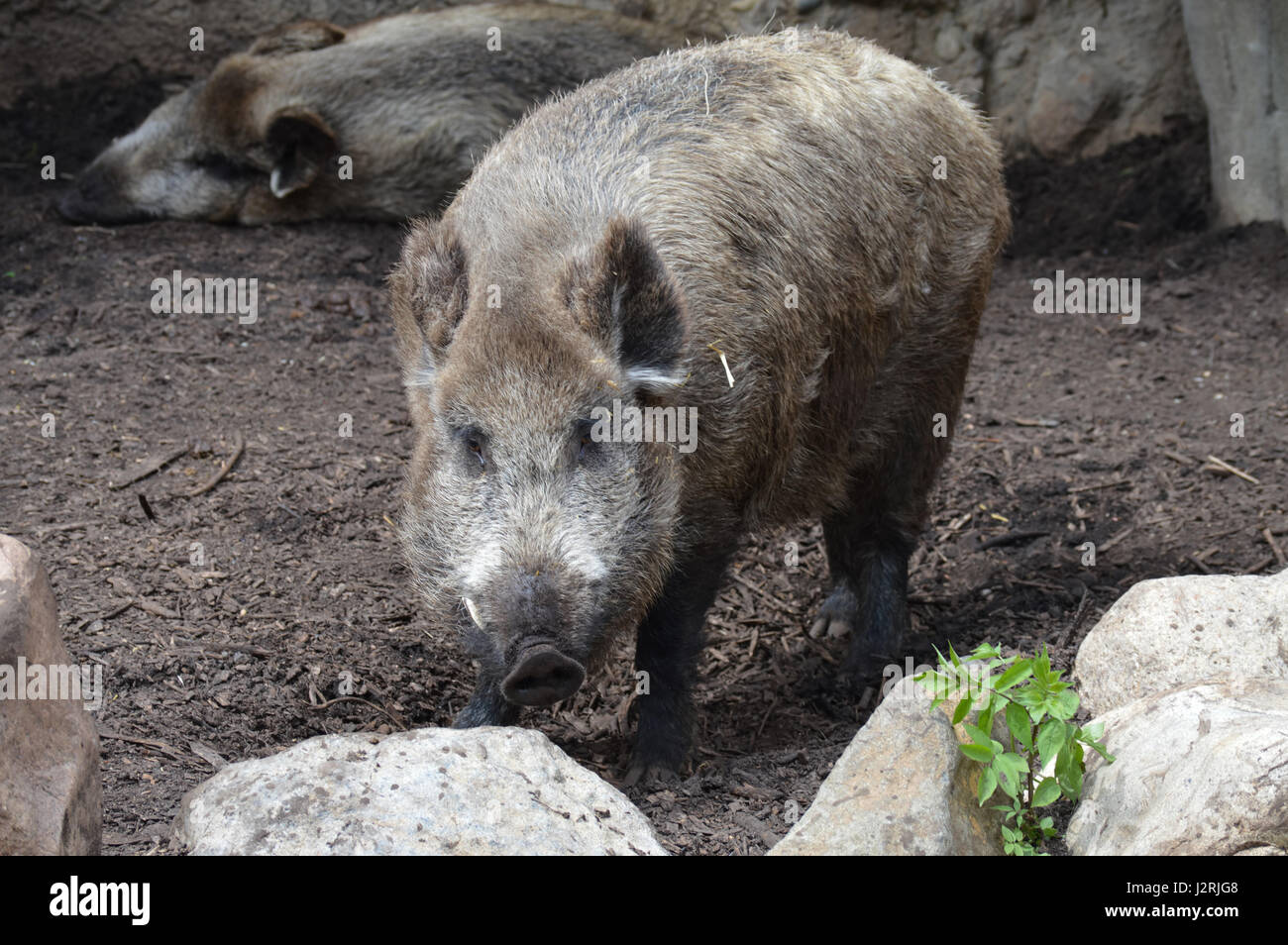 Boar face hi-res stock photography and images - Alamy