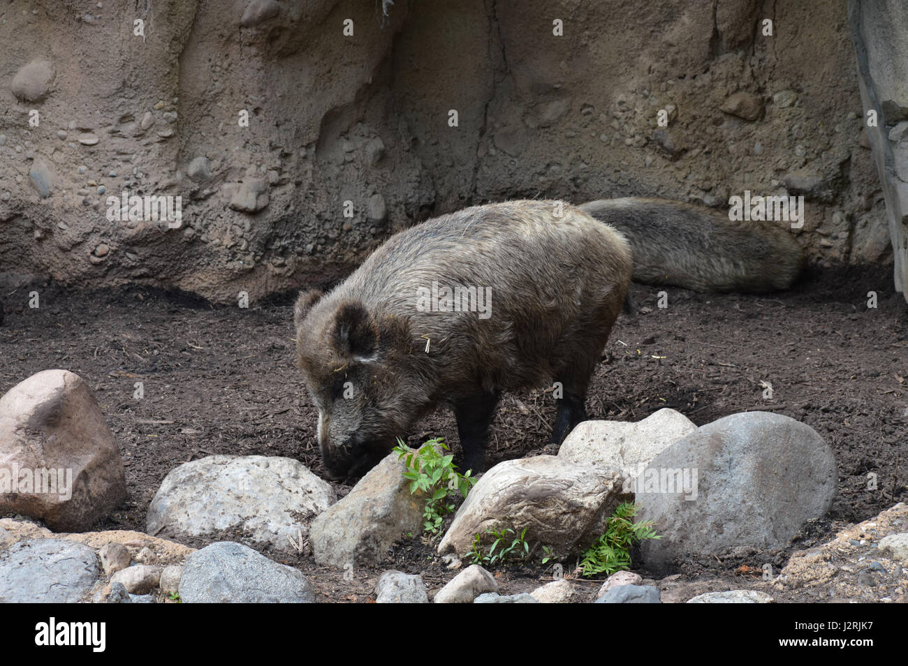 Boar face hi-res stock photography and images - Alamy