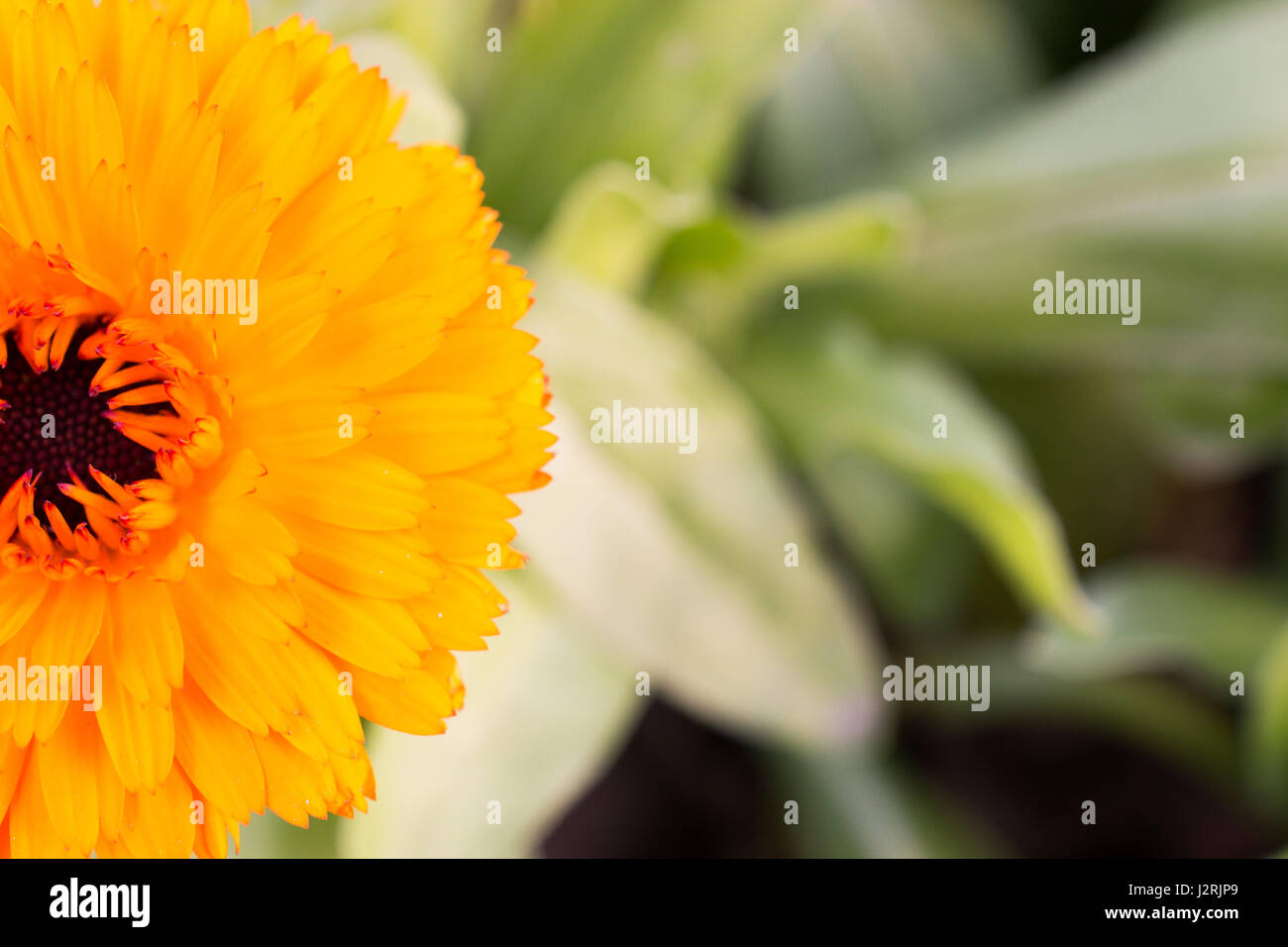 Beautiful fresh flowers in nature background Stock Photo - Alamy
