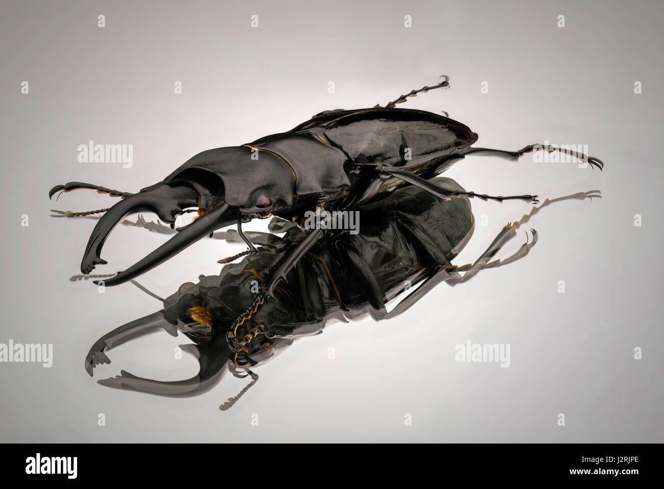 Phillippines giraffe stag beetle hi-res stock photography and images ...