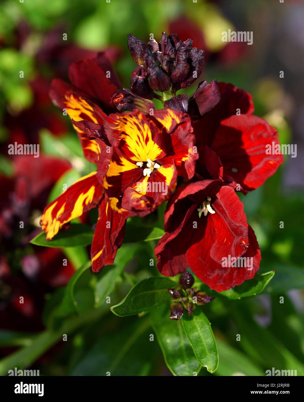 Wallflower hi-res stock photography and images - Alamy
