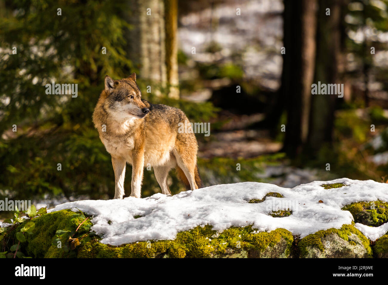 Beautiful single adult Grey Wolf (Canis lupus) Alpha Male depicted ...