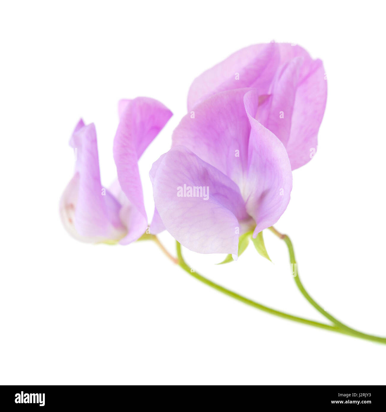 pale lilac sweet pea flower isolated on white Stock Photo - Alamy