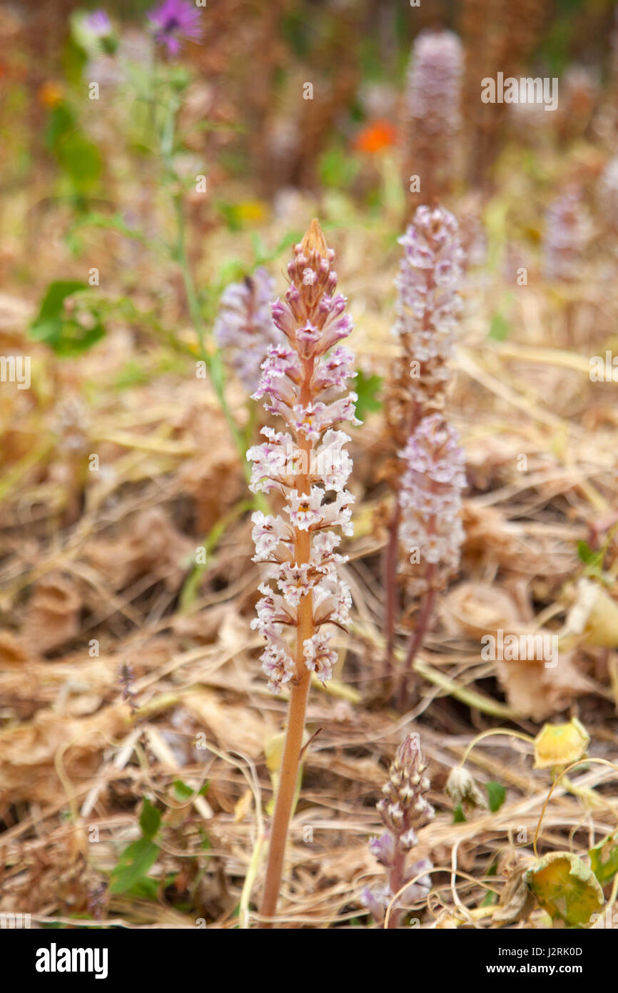 flora of Gran Canaria - Orobanche ramosa, parasitic plant Stock Photo ...