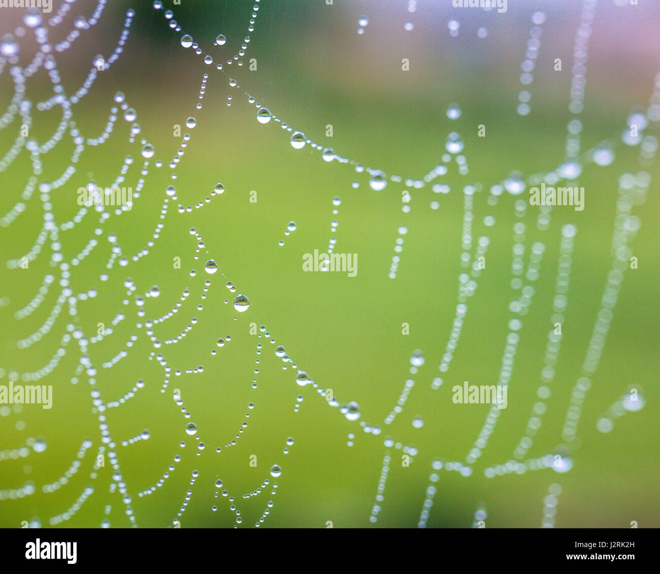 Spider webs with raindrops Stock Photo - Alamy