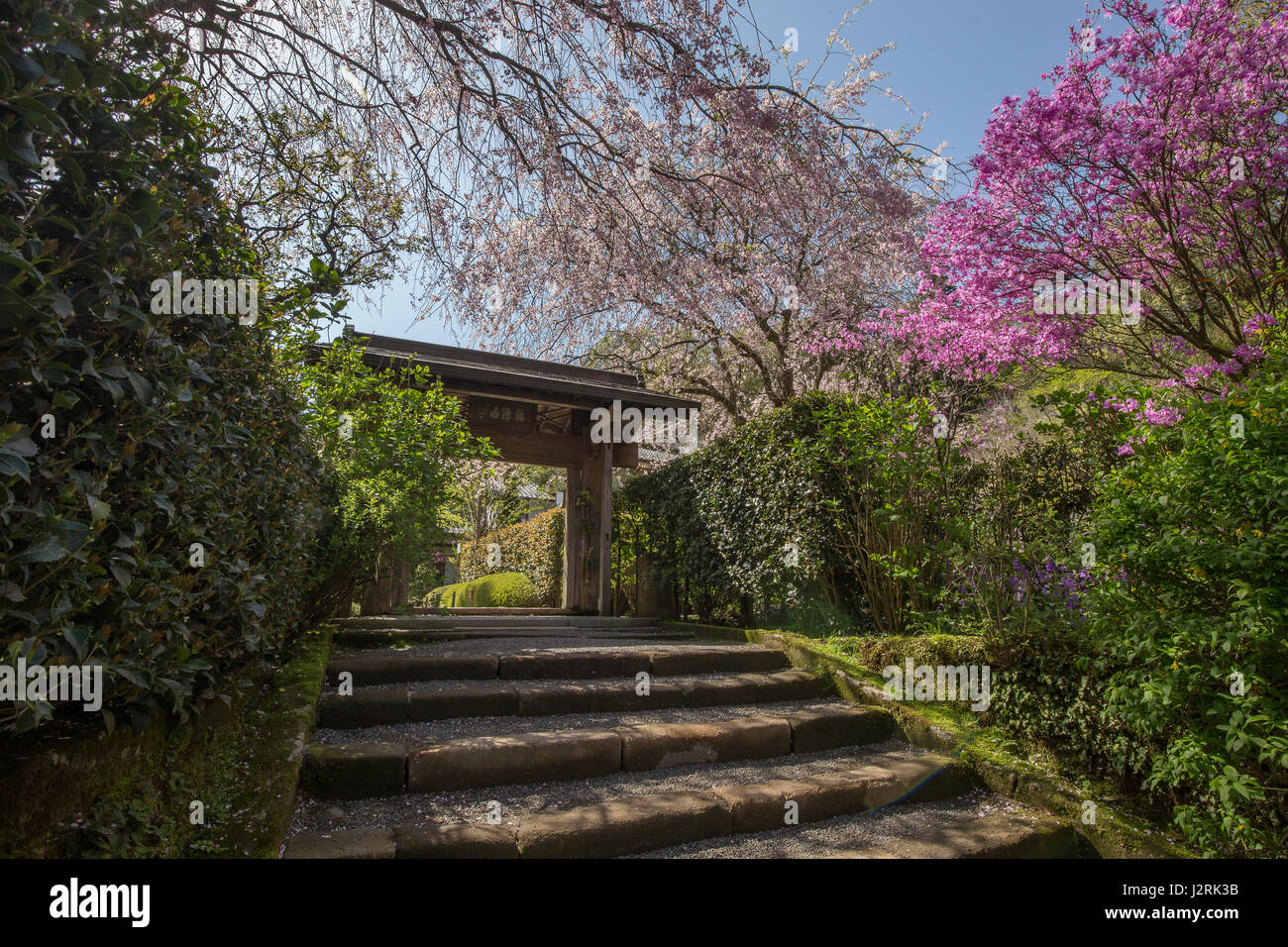 Meigetsuin garden hi-res stock photography and images - Alamy