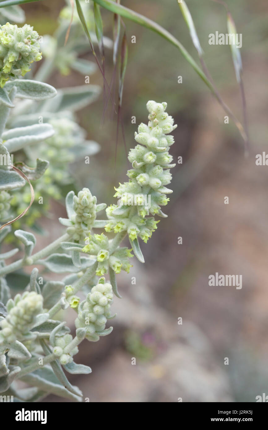 Sideritis Plants High Resolution Stock Photography and Images - Alamy