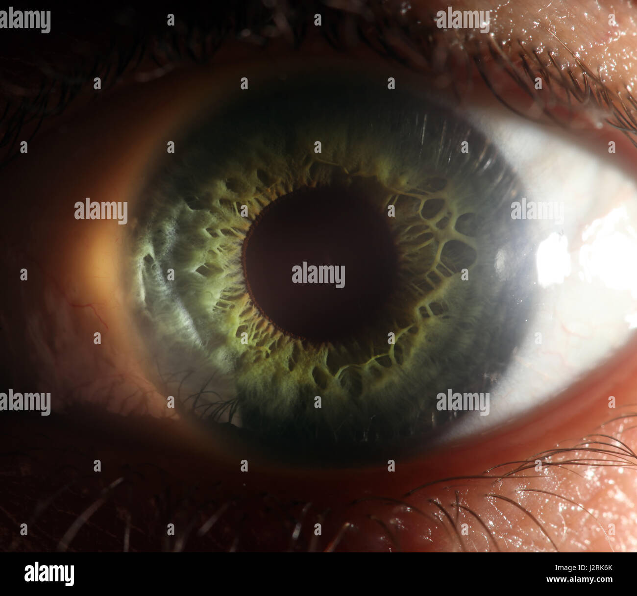 Closeup of a human eye Stock Photo - Alamy