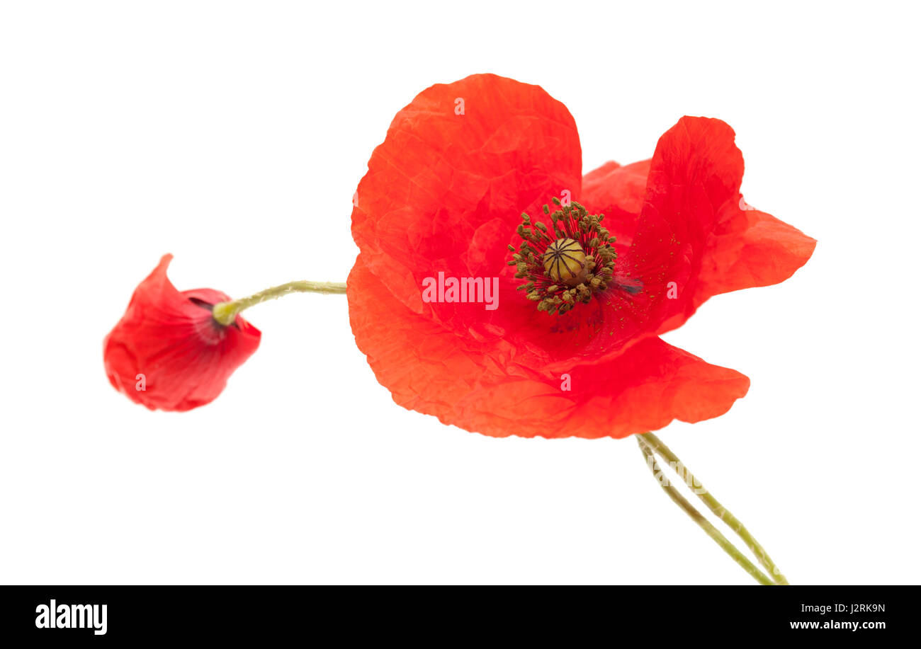 bright red poppy flowers isolated on white background Stock Photo - Alamy