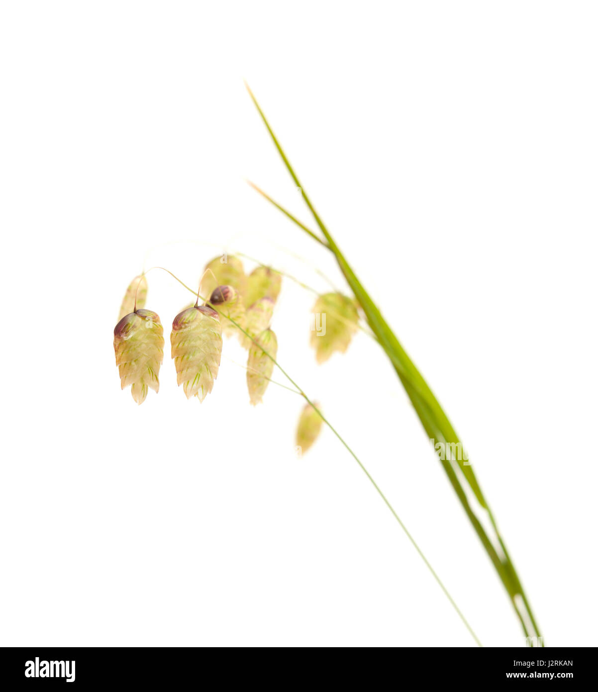 Briza maxima, big quaking grass isolated on white Stock Photo - Alamy
