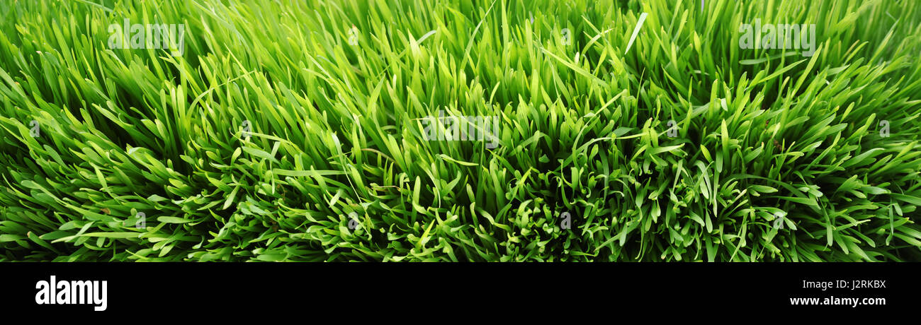 Fresh green grass Stock Photo - Alamy