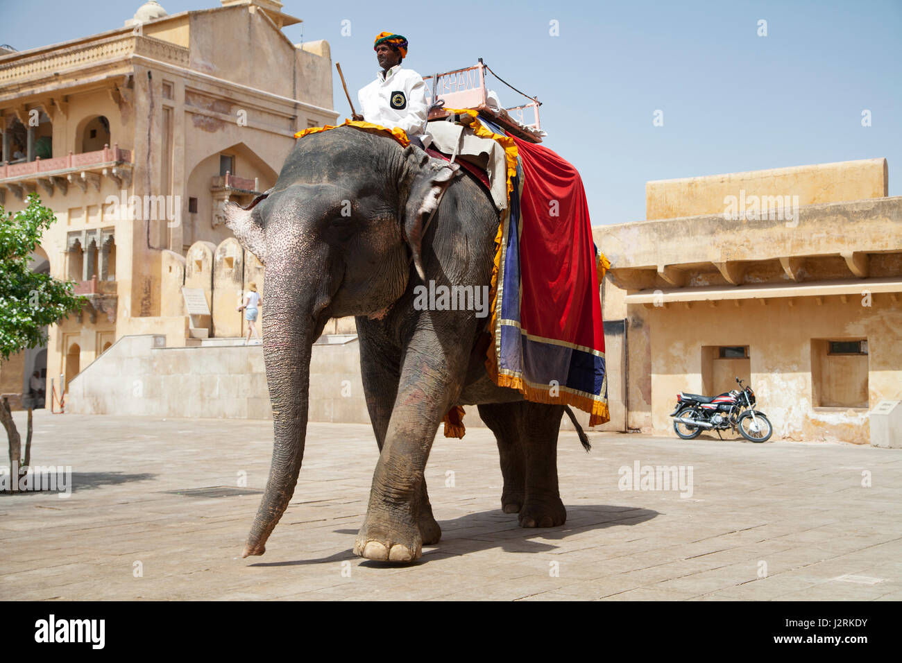 Moghul elephant hi-res stock photography and images - Alamy