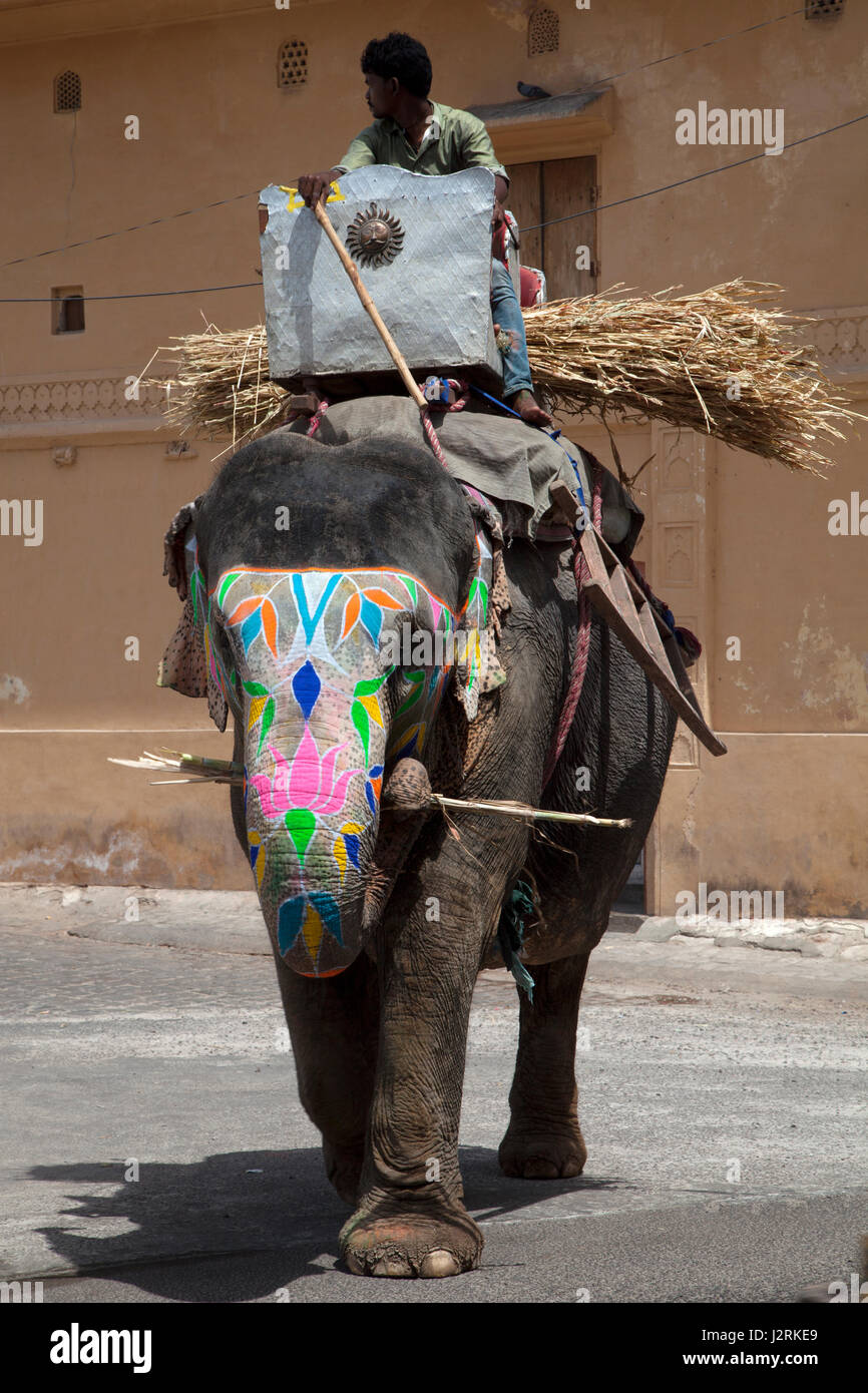 An Elephant in the street at Jaipur in Rajasthan, India Stock Photo - Alamy