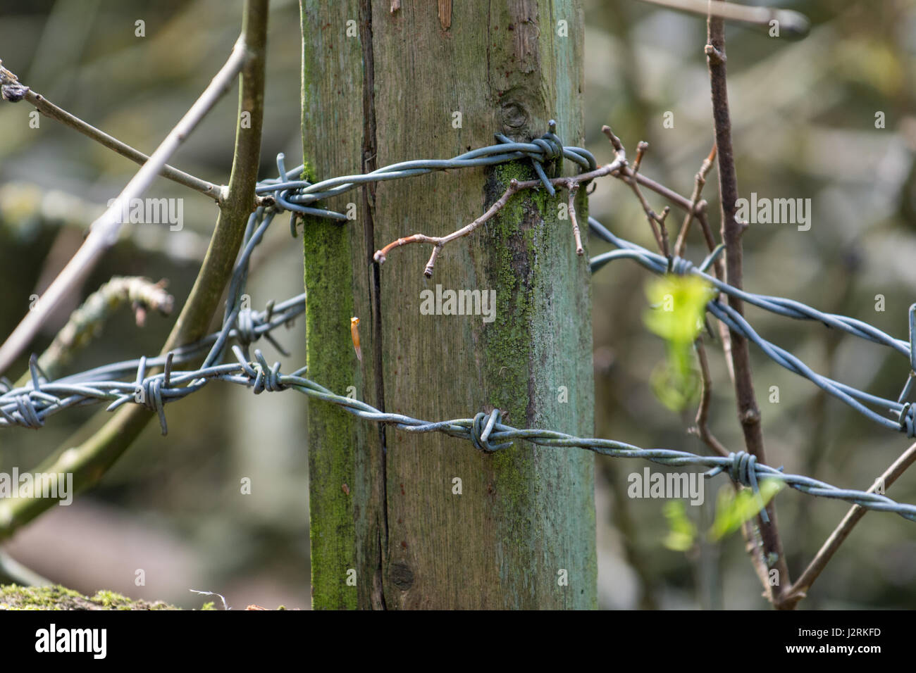 Barbed wire on a farm gate Stock Photo - Alamy