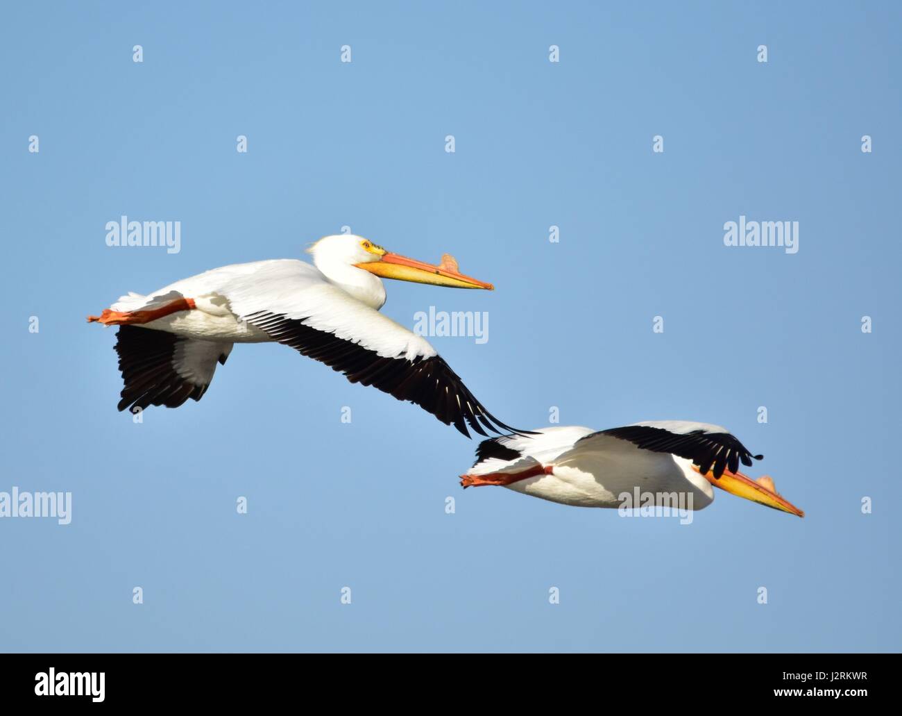 American white pelicans in flight at the Seedskadee National Wildlife ...