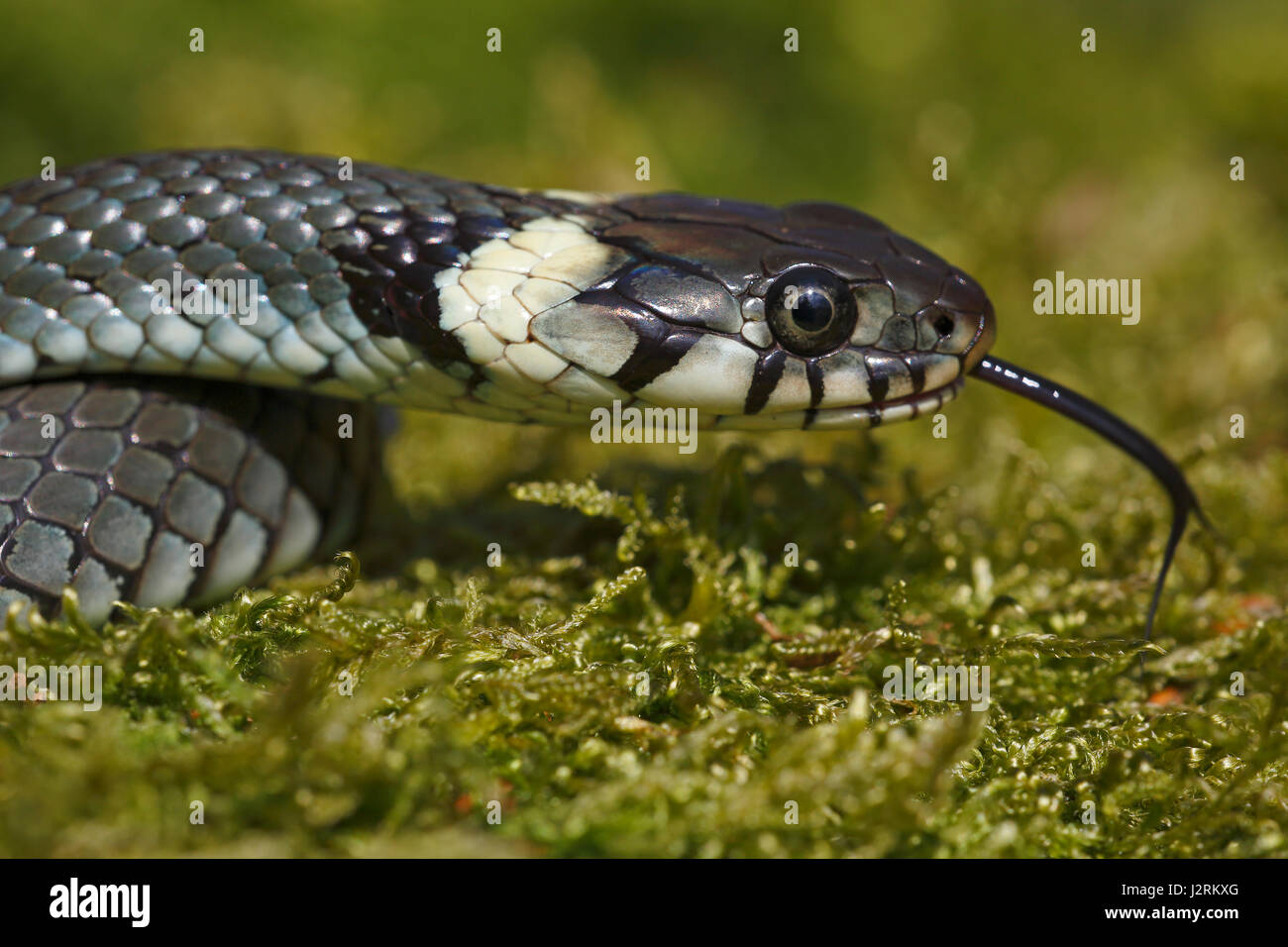 Young grass snake (Natrix natrix) with darting tongue, Schleswig ...