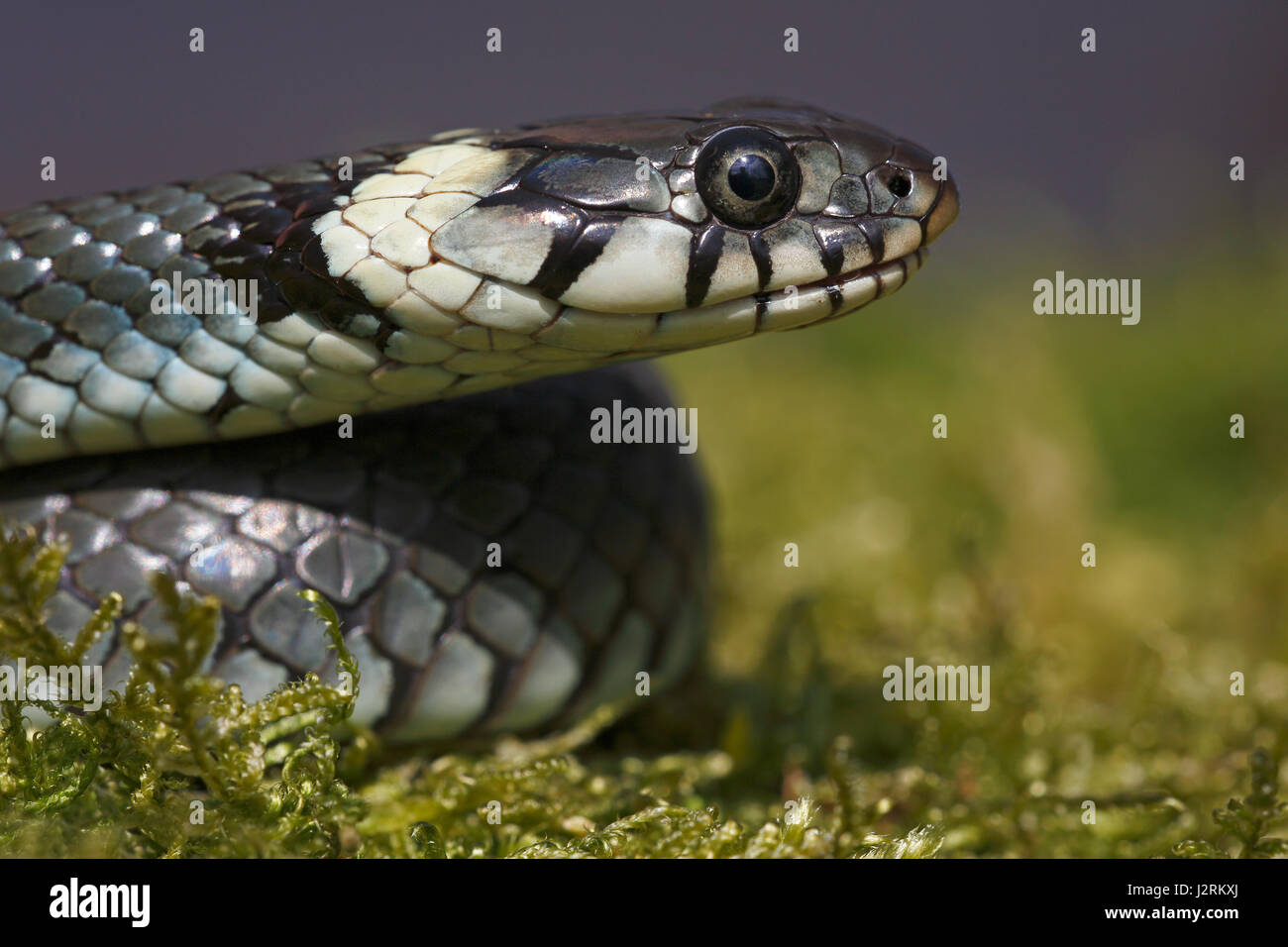 Young grass snake hi-res stock photography and images - Alamy