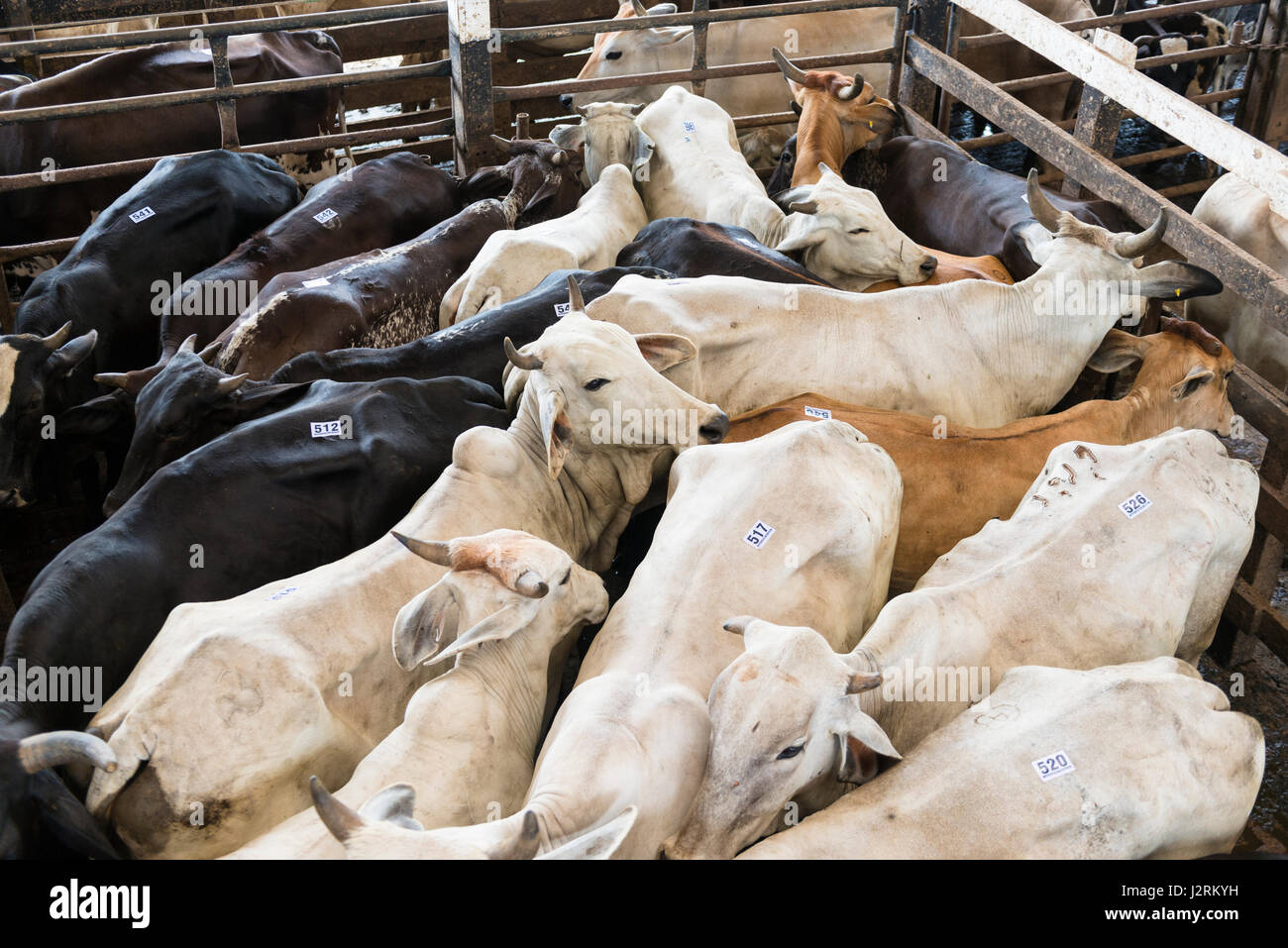 Cramped cattle in auction hall, Costa Rica Stock Photo - Alamy