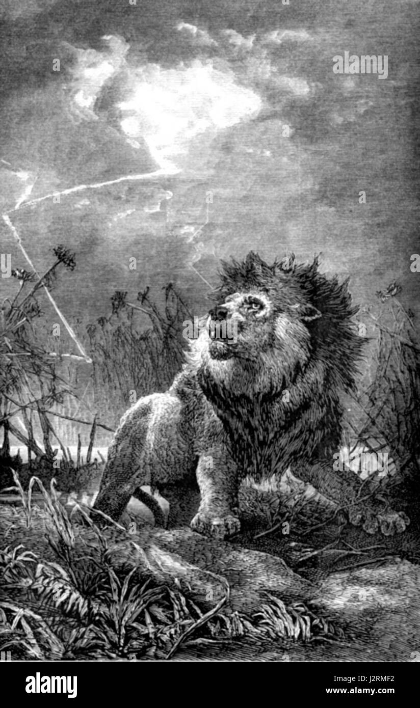 Lion realism Black and White Stock Photos & Images - Alamy