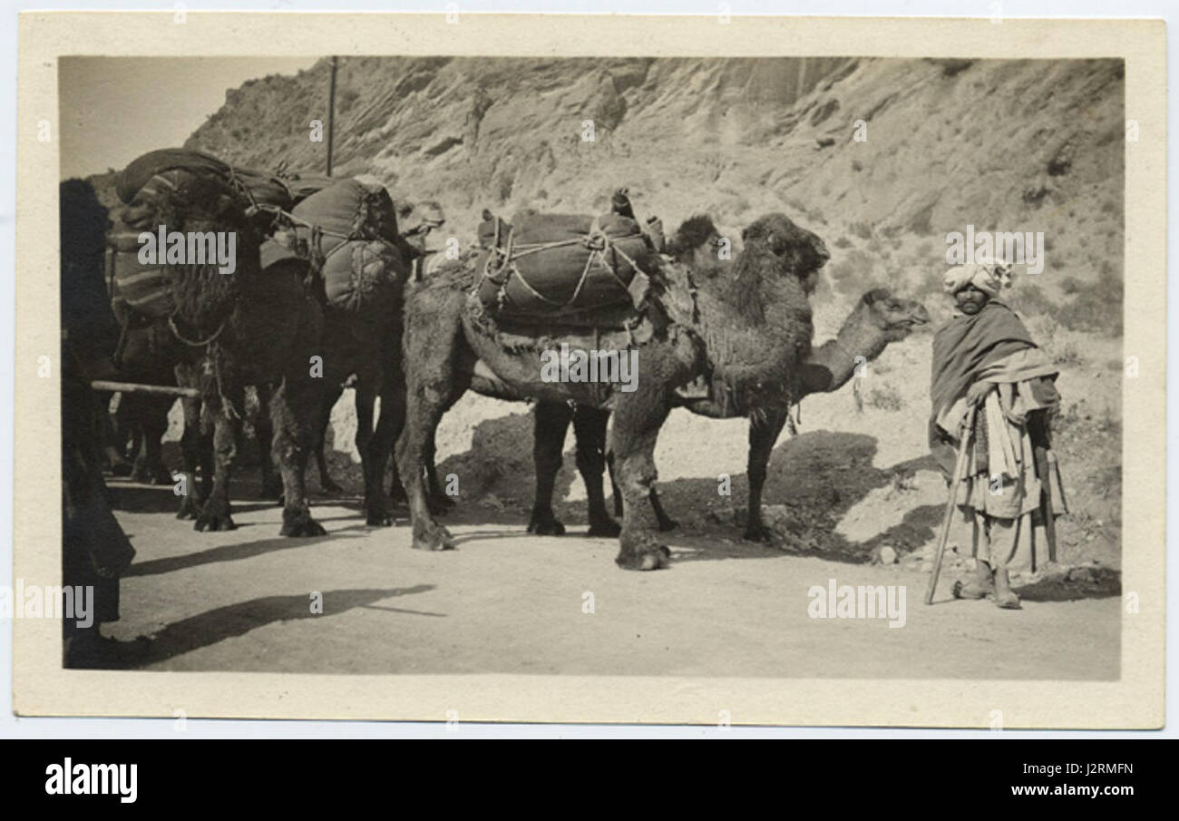 A photograph from around 1900 shows camels, likely in a desert or arid ...