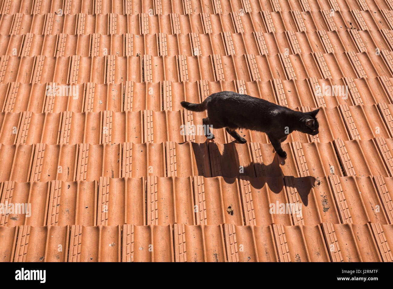 Cat walking on roof hi-res stock photography and images - Alamy
