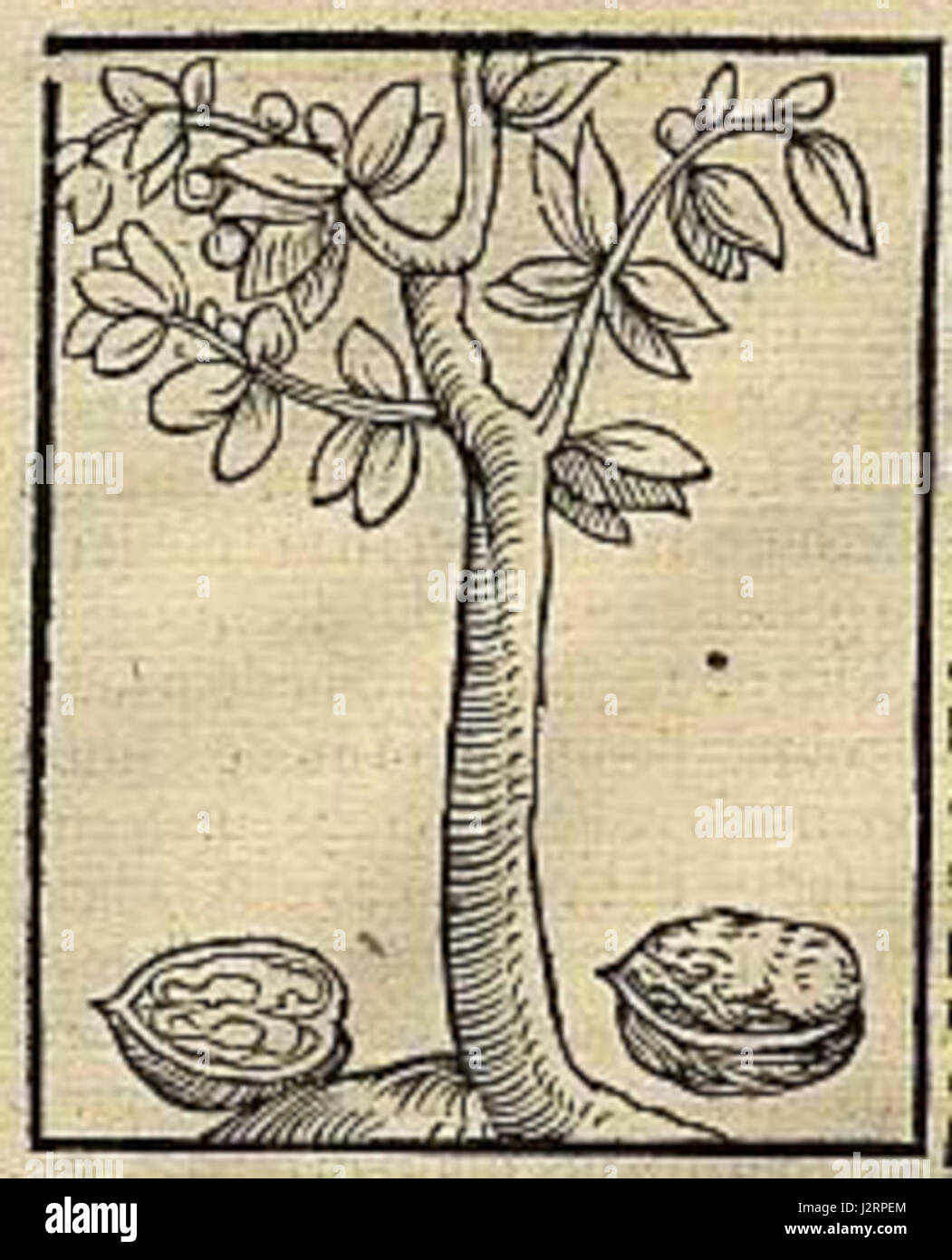 A walnut tree is a deciduous tree that produces edible nuts known as ...