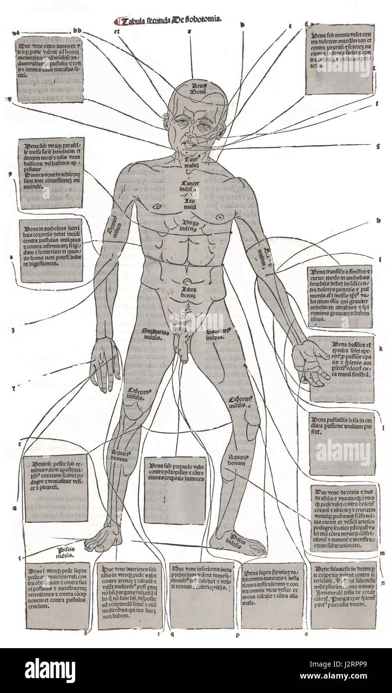 The illustration titled 'Human Body 1491b' likely depicts anatomical ...