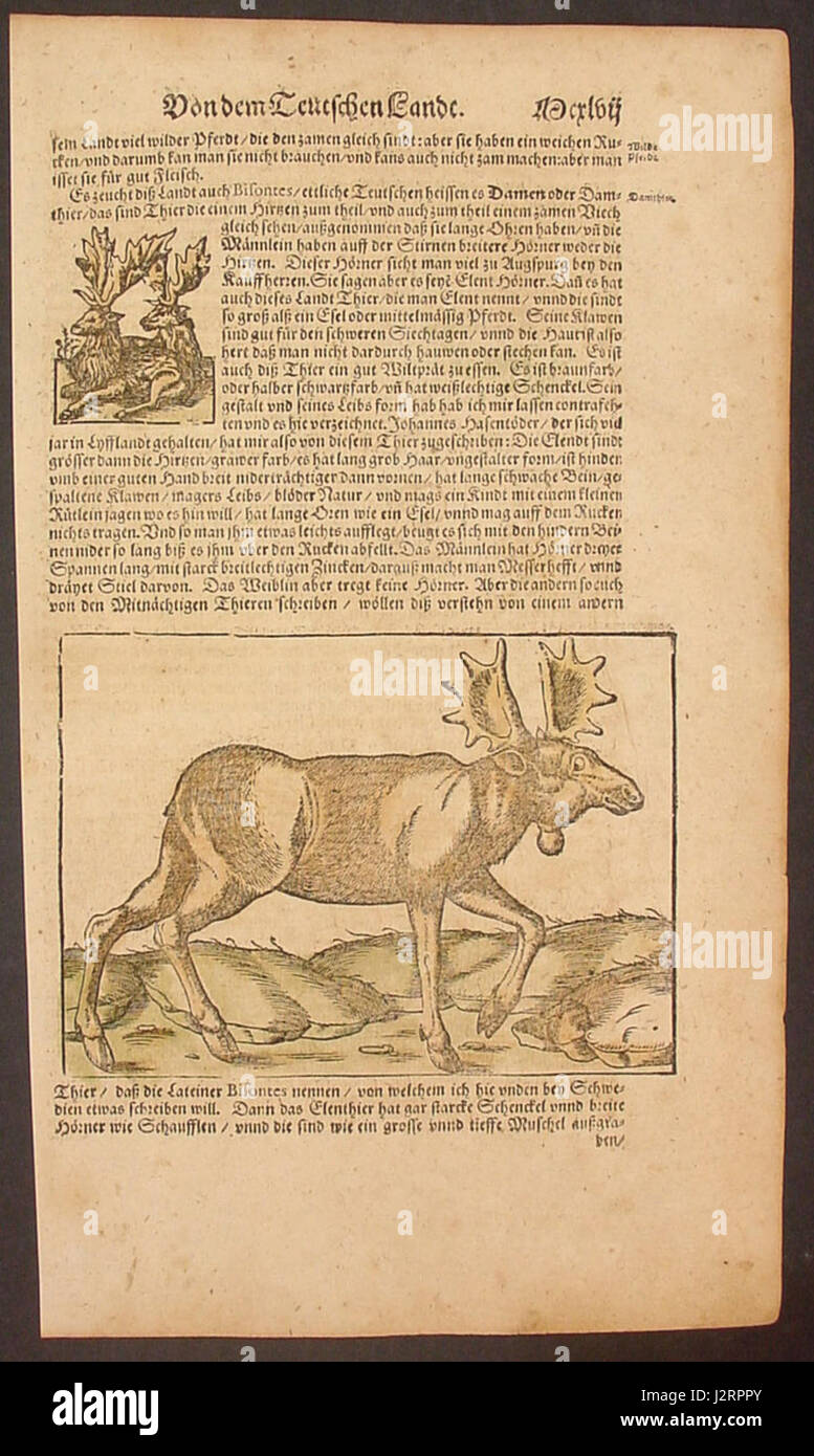 A 1598 illustration of a reindeer showcases the species, native to ...