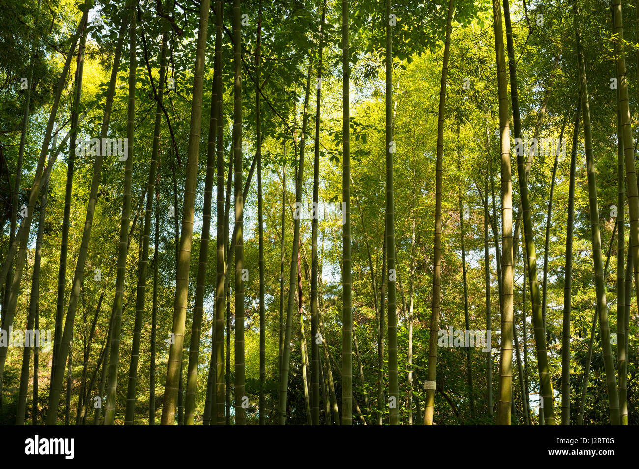 Tropical Deciduous Forest Trees