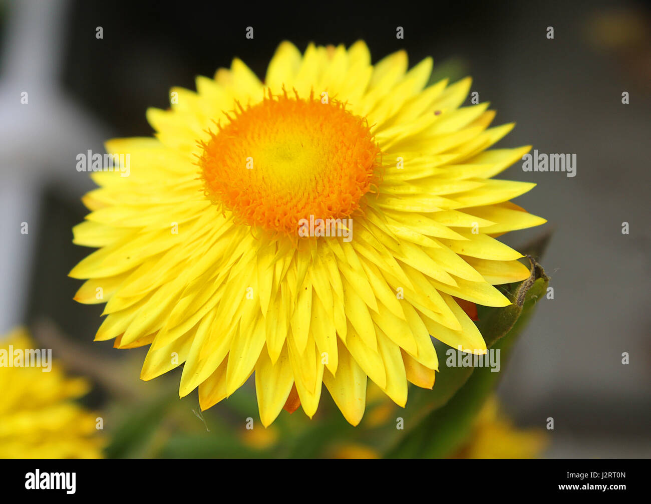 an helichrysum flower yellow in the garden Stock Photo - Alamy