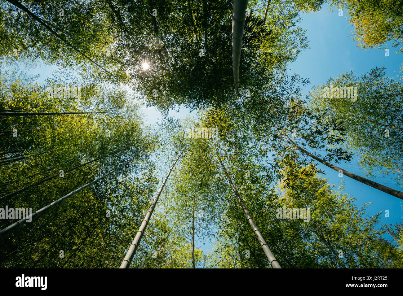 Spring Sun Shining Through Canopy Of Tall Trees Bamboo Woods. Sunlight ...