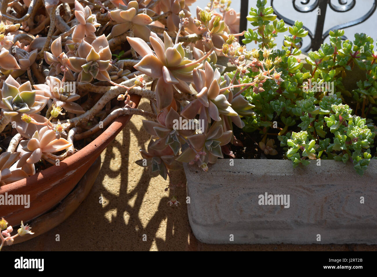 Beauty of succulents hi-res stock photography and images - Alamy