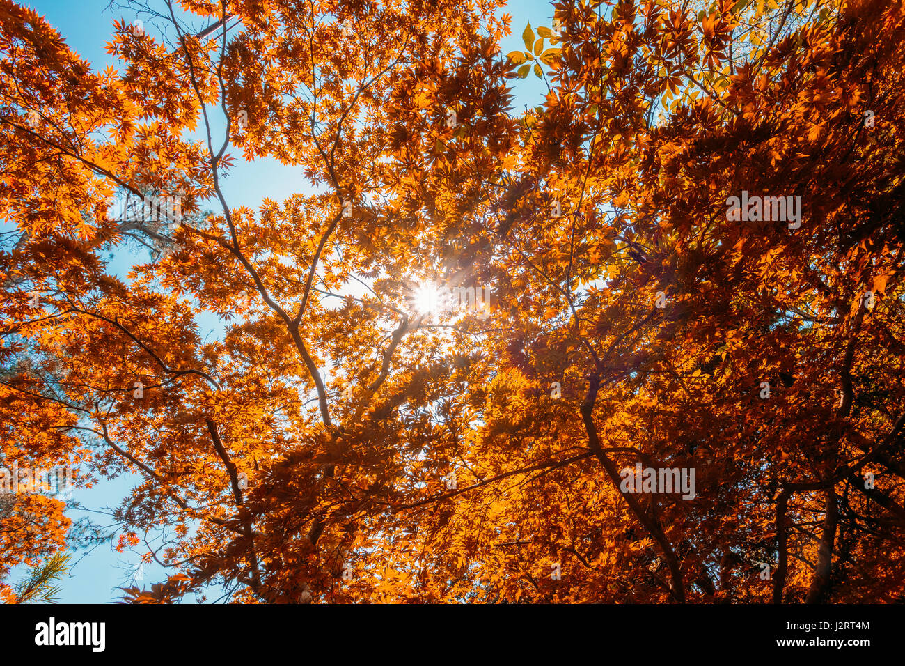 Spring Sun Shining Through Canopy Of Tall Maple Tree Wood. Sunlight In ...