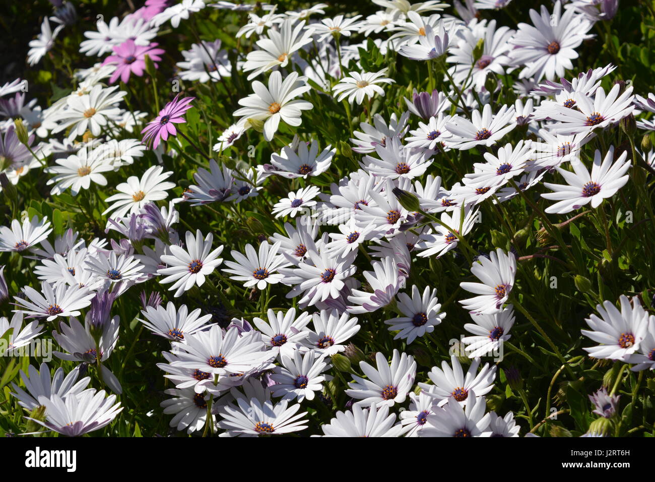 Osteospermum also known Cape daisy or African daisy Stock Photo - Alamy