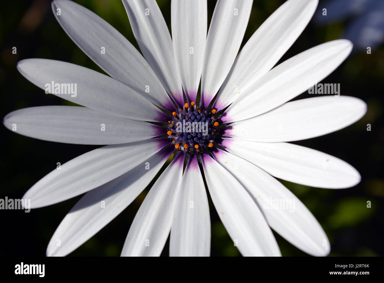 Osteospermum also known Cape daisy or African daisy Stock Photo - Alamy