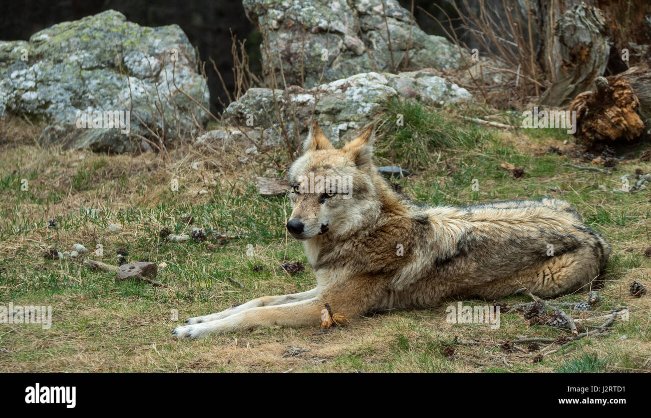 A Wolf resting and alert Stock Photo - Alamy