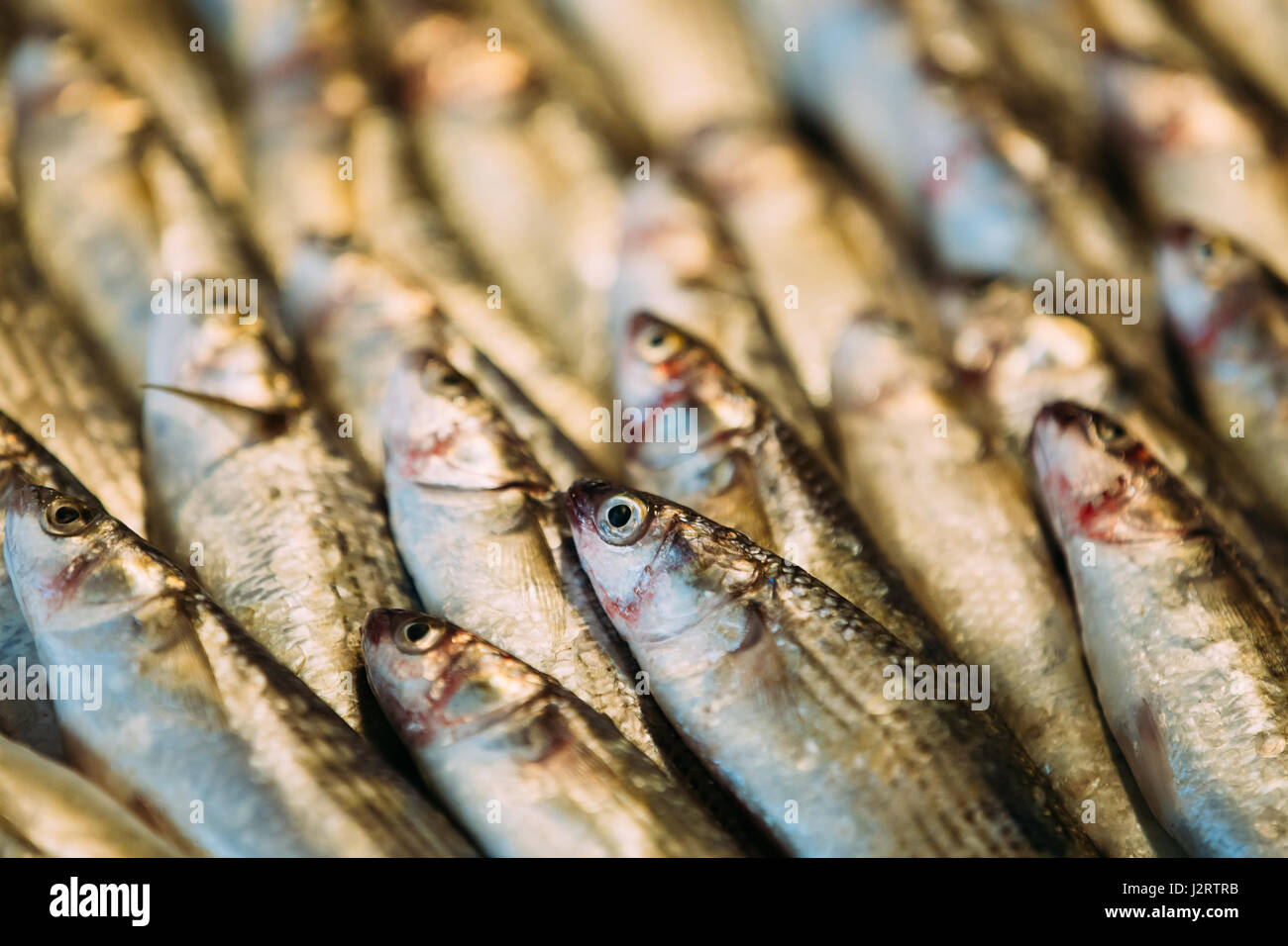 Sprat fish hi-res stock photography and images - Alamy