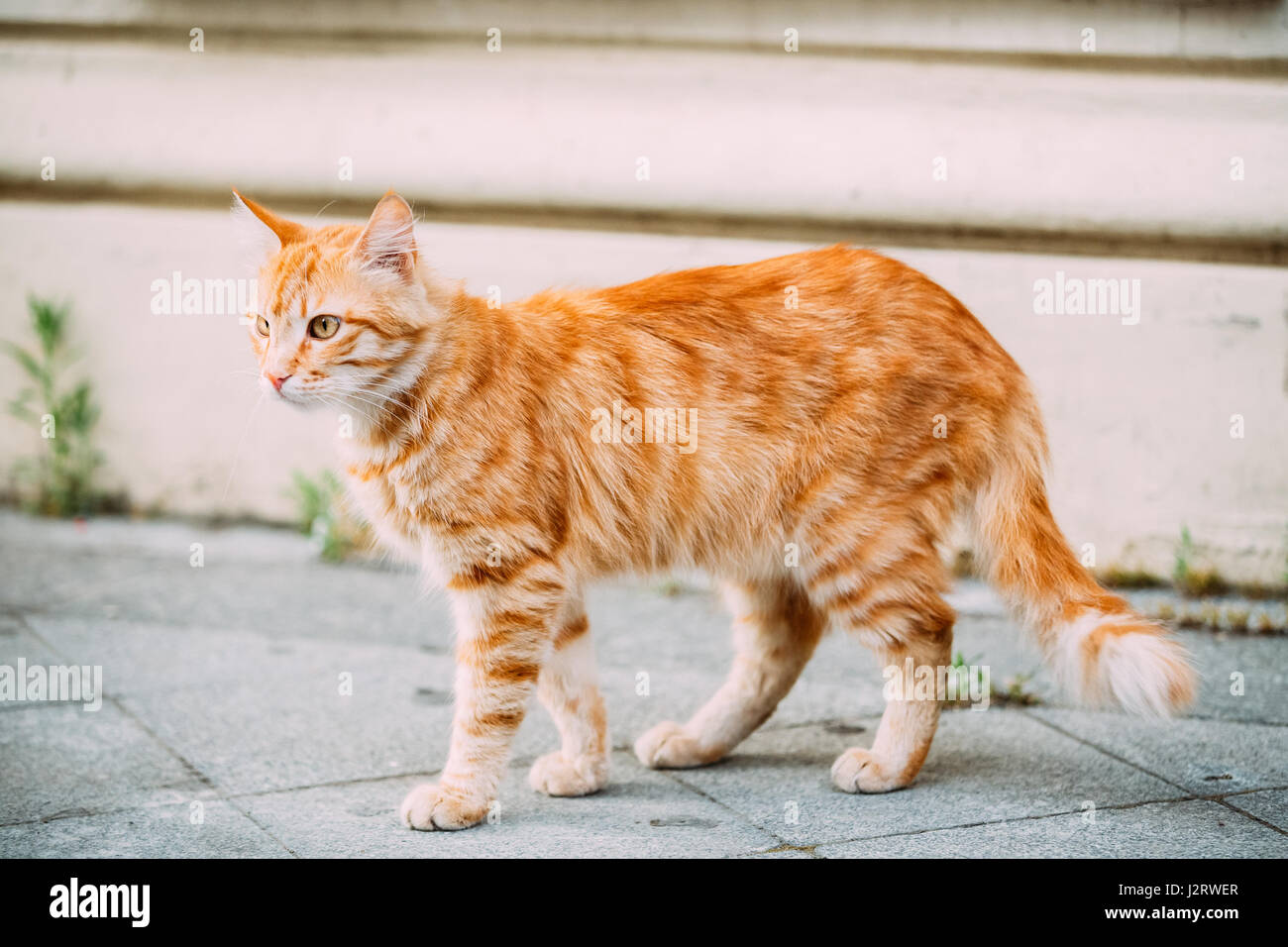Homeless cat walking outdoor hi-res stock photography and images - Alamy