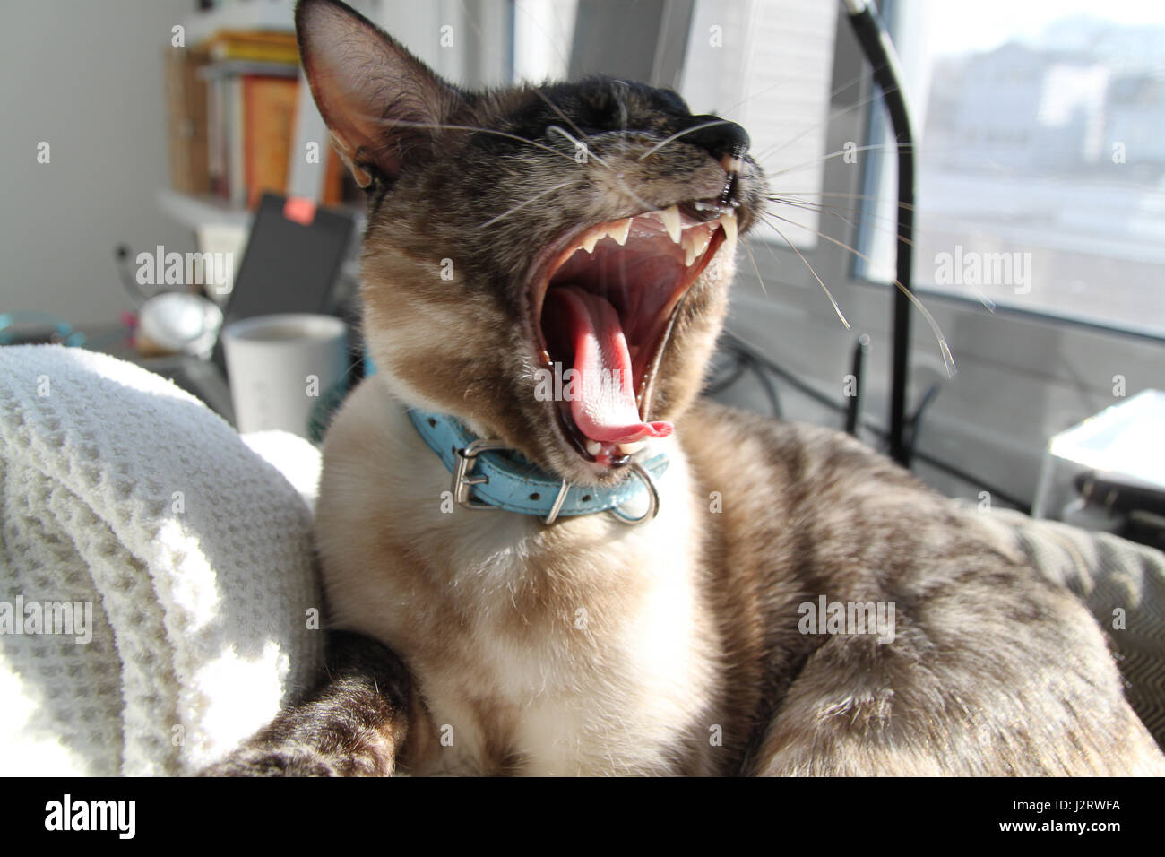 Cat yawn contagious hi-res stock photography and images - Alamy