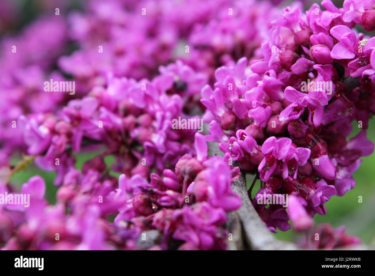 Pink spring flowers Stock Photo - Alamy