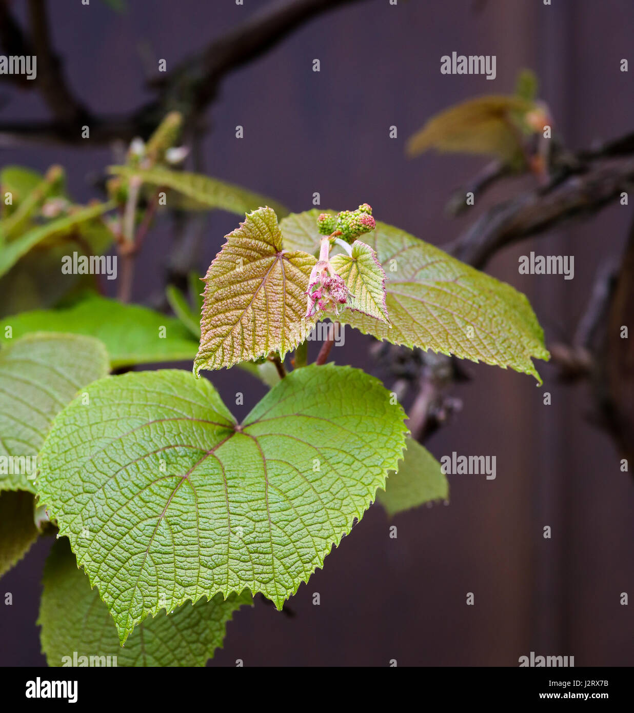 Boston ivy (Parthenocissus tricuspidata) young vine leaves new growth ...
