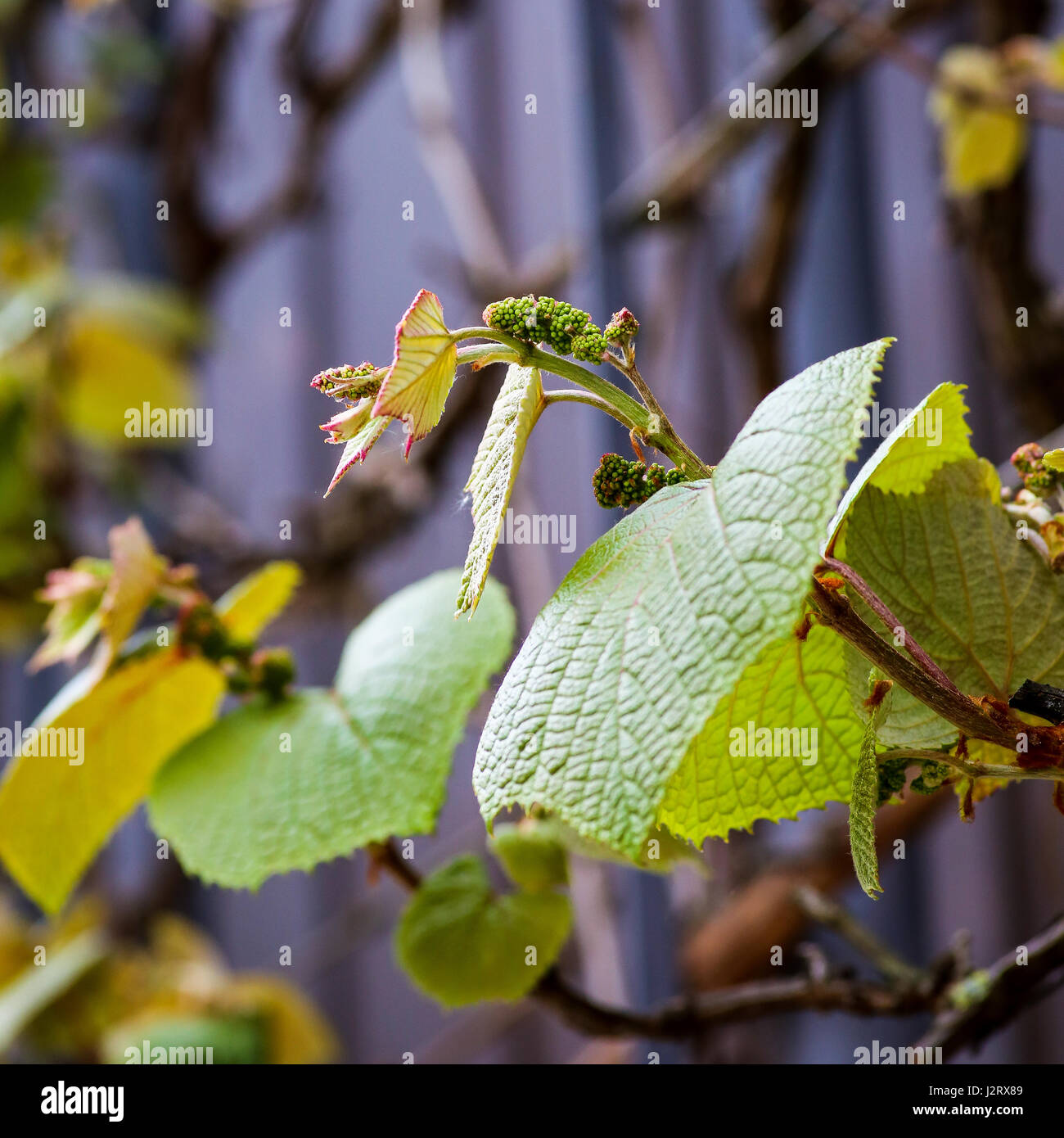 Boston ivy (Parthenocissus tricuspidata) young vine leaves new growth ...