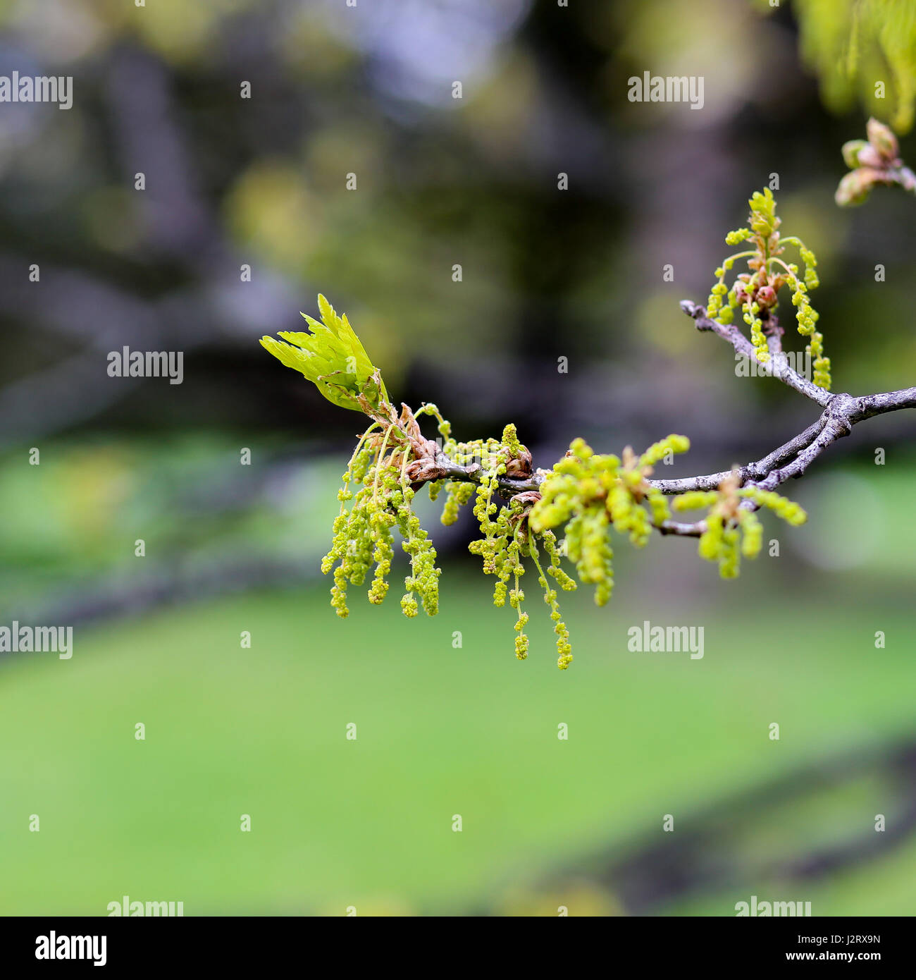 Oak tree blossom uk hi-res stock photography and images - Alamy