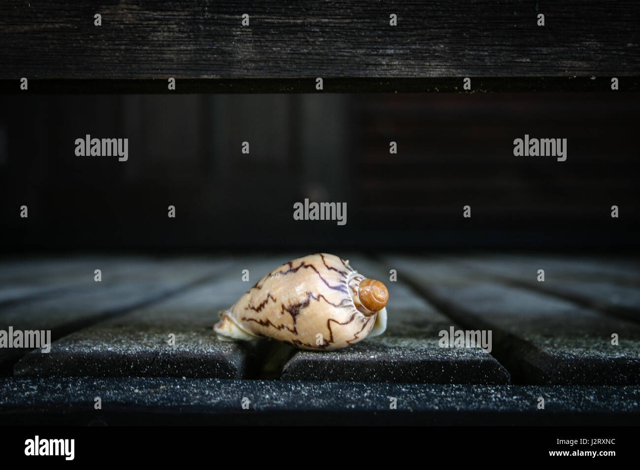 Closeup of a shell on the ground with dark and wooden background Stock ...