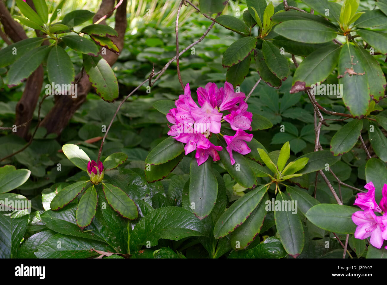 Close up photos of flowers, plants and trees Stock Photo - Alamy