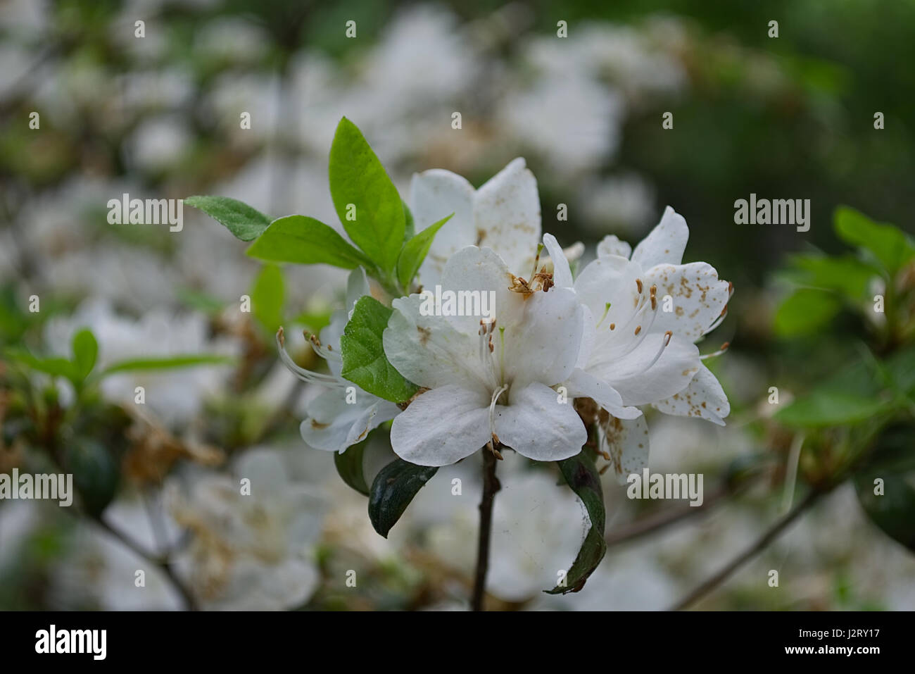 Close up photos of flowers, plants and trees Stock Photo - Alamy