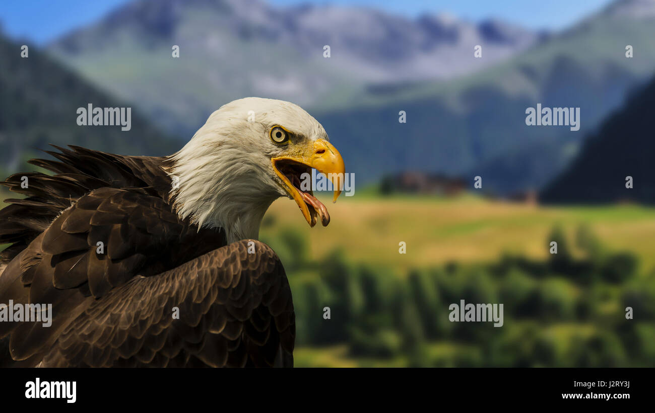 American bald eagle screaming hi-res stock photography and images - Alamy
